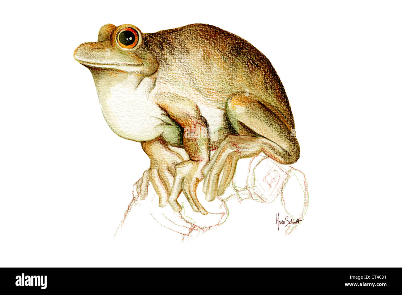 Toad illustrations hi-res stock photography and images - Alamy