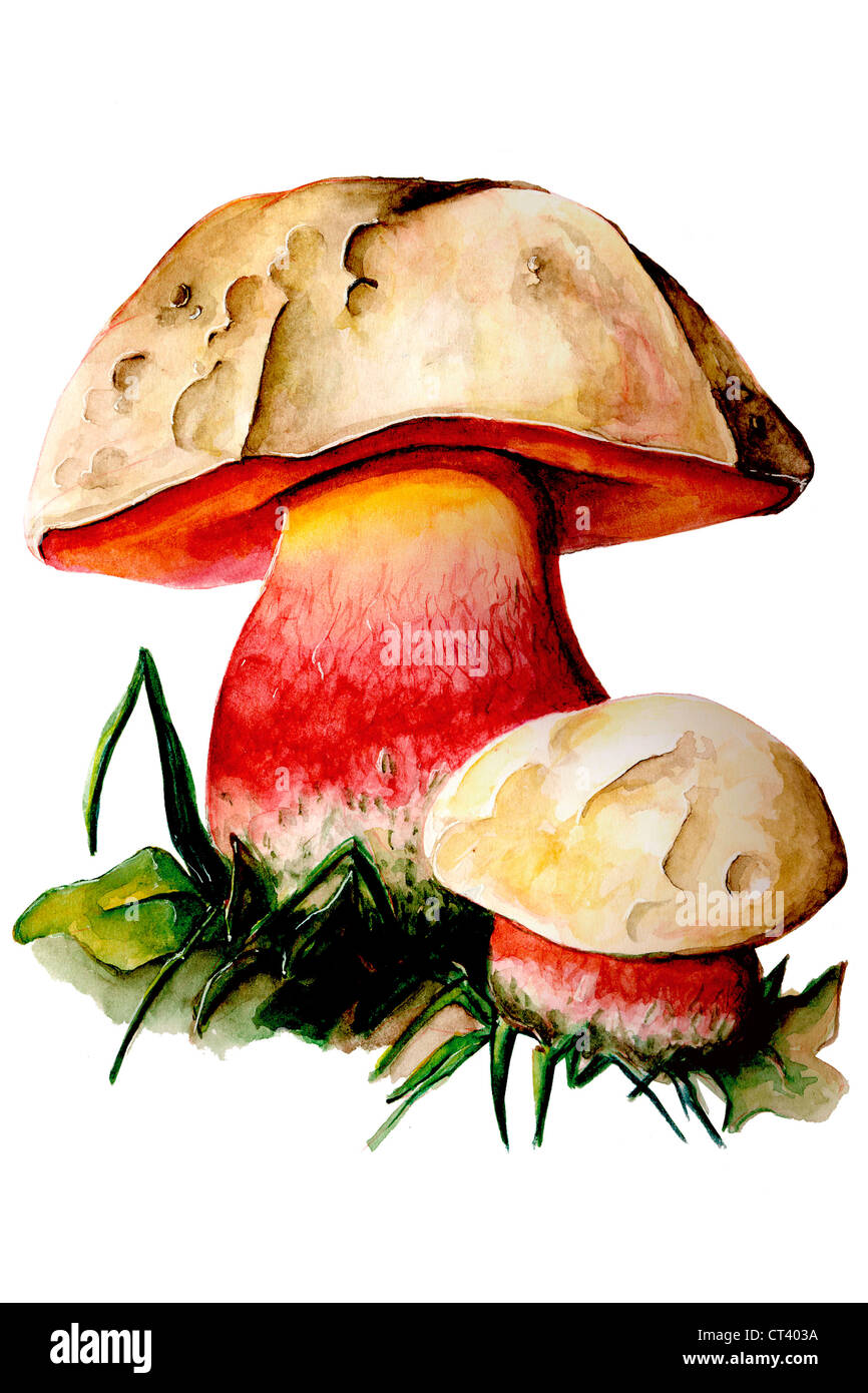 Devils boletus hi-res stock photography and images - Alamy