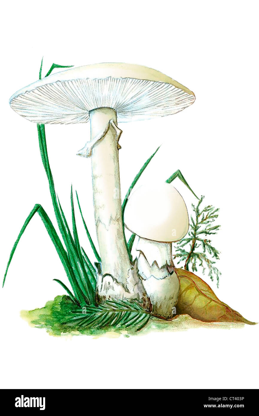 Amanita Verna High Resolution Stock Photography and Images - Alamy