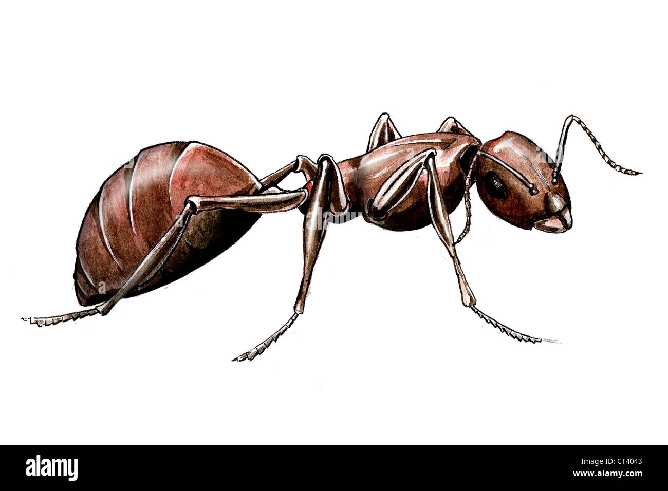 Ant side view Cut Out Stock Images & Pictures - Alamy
