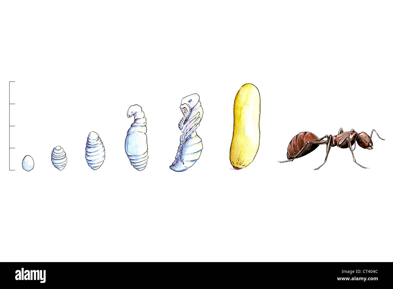 Insect developmental biology hi-res stock photography and images - Alamy