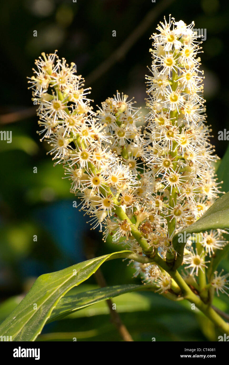 English laurel flower hi-res stock photography and images - Alamy