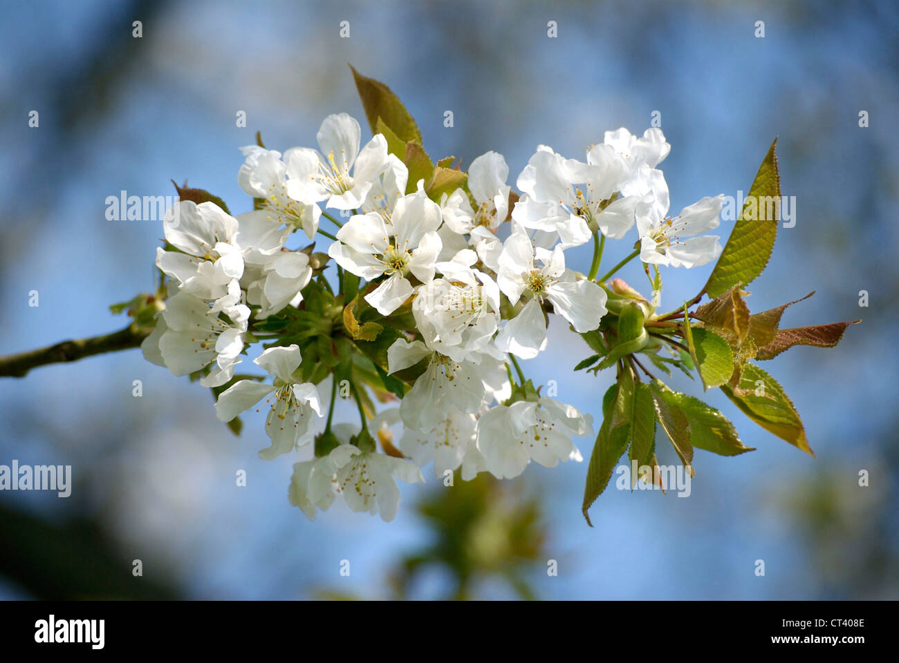 Cherry prunus sp trees hi-res stock photography and images - Alamy