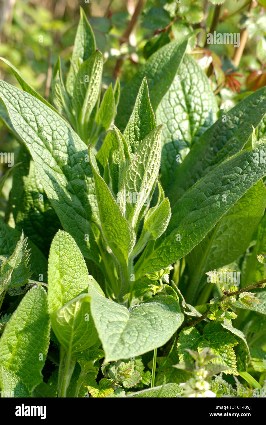 Comfrey foliage hi-res stock photography and images - Alamy