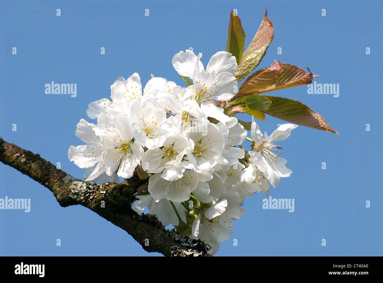 Cherry prunus sp trees hi-res stock photography and images - Alamy