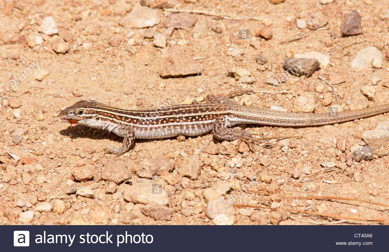 New Mexico Usa Lizard High Resolution Stock Photography and Images - Alamy