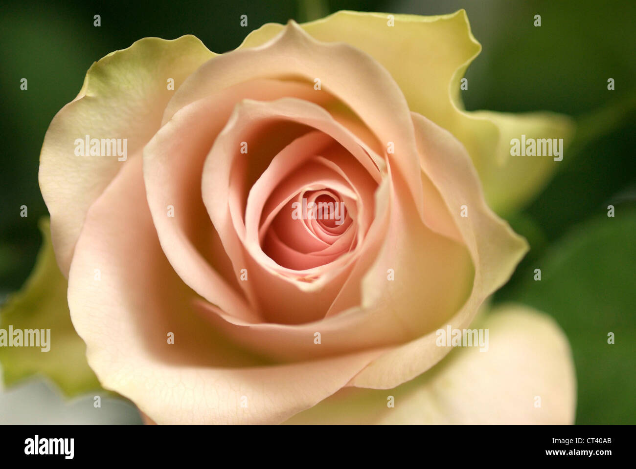 Rose rosa sp detail hi-res stock photography and images - Alamy