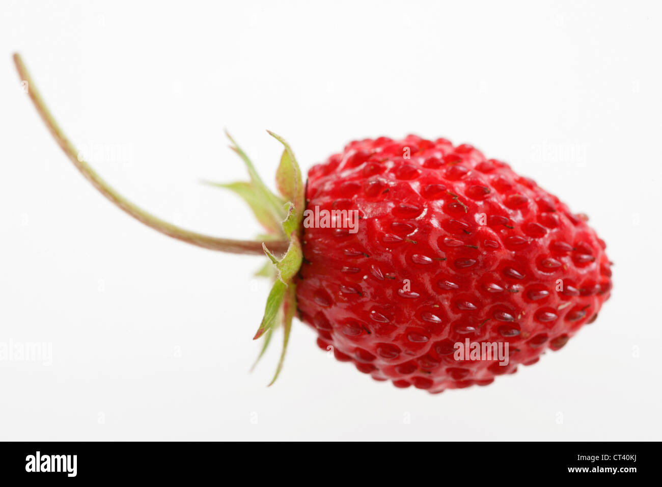 Strawberries fragaria sp hi-res stock photography and images - Alamy