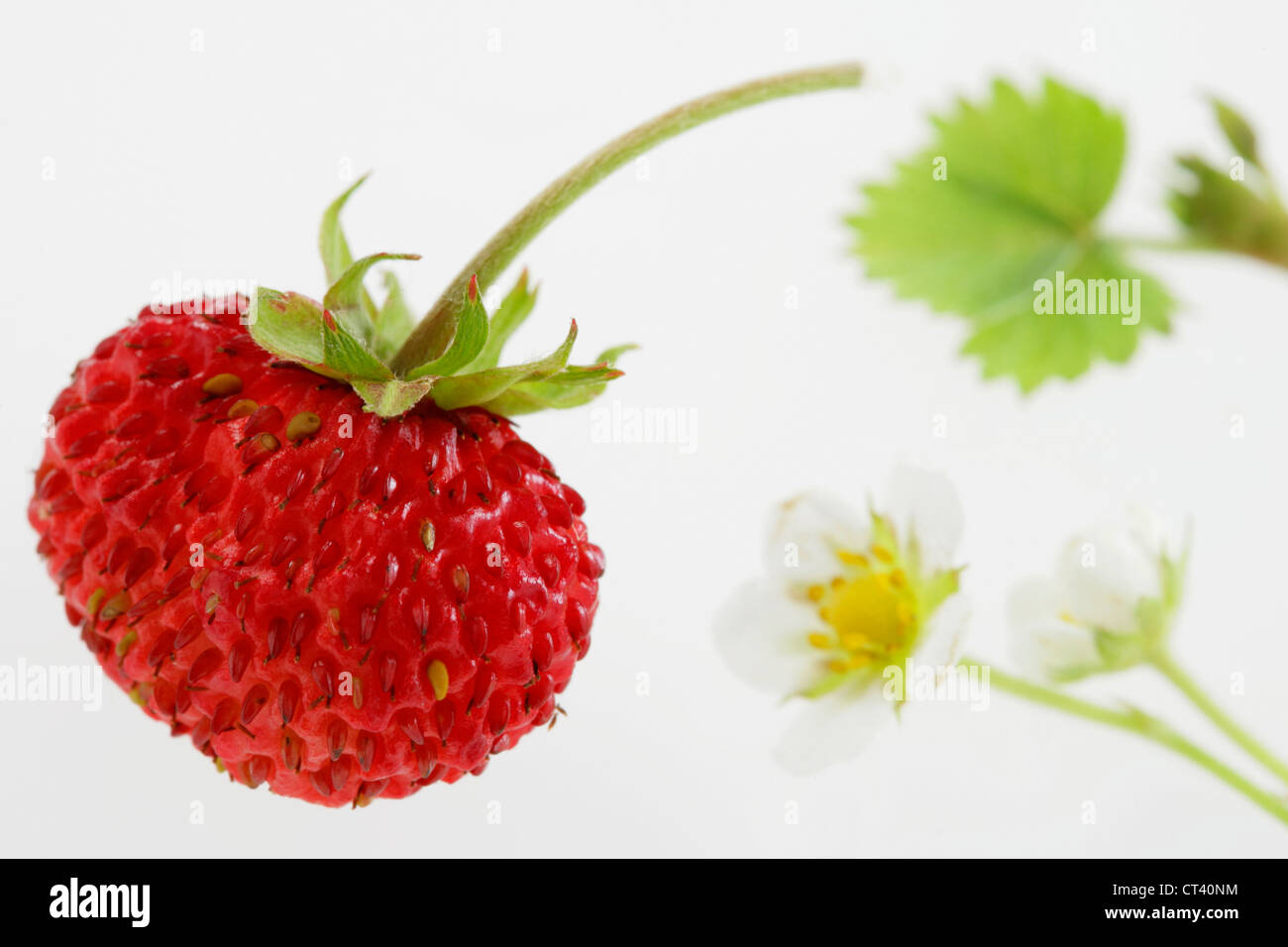 Strawberries fragaria sp hi-res stock photography and images - Alamy