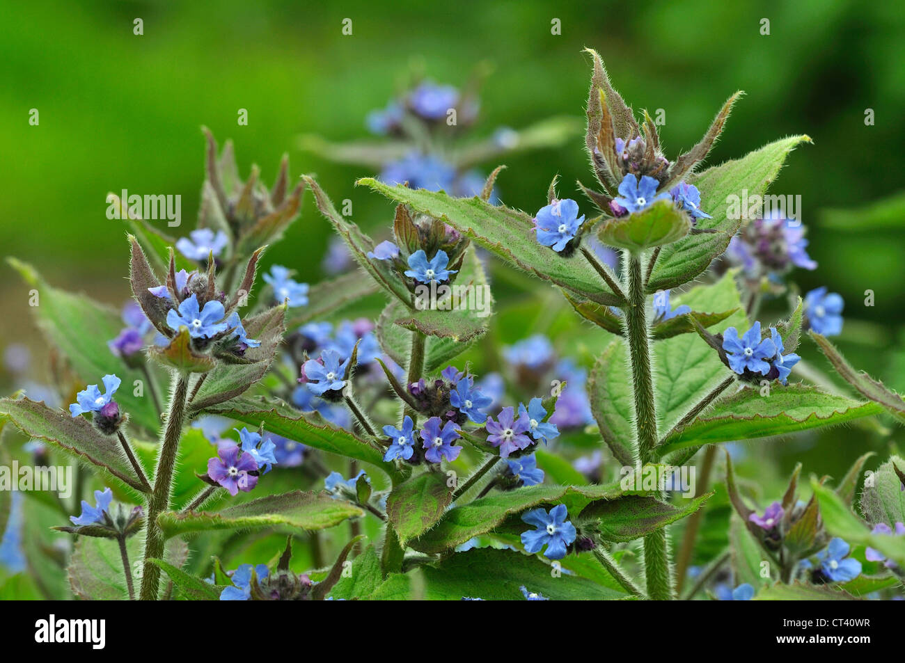 Green Alkanet High Resolution Stock Photography and Images - Alamy