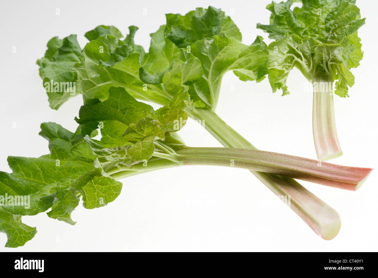 Rhubarb rheum sp hi-res stock photography and images - Alamy
