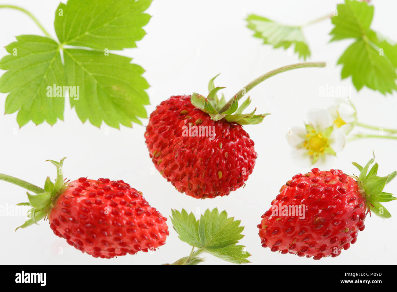 Strawberries fragaria sp hi-res stock photography and images - Alamy