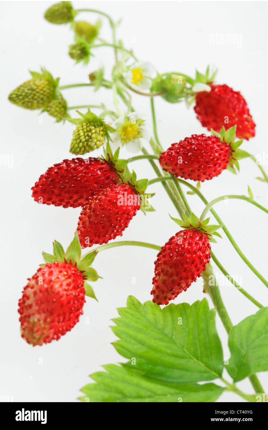 Strawberries fragaria sp hi-res stock photography and images - Alamy