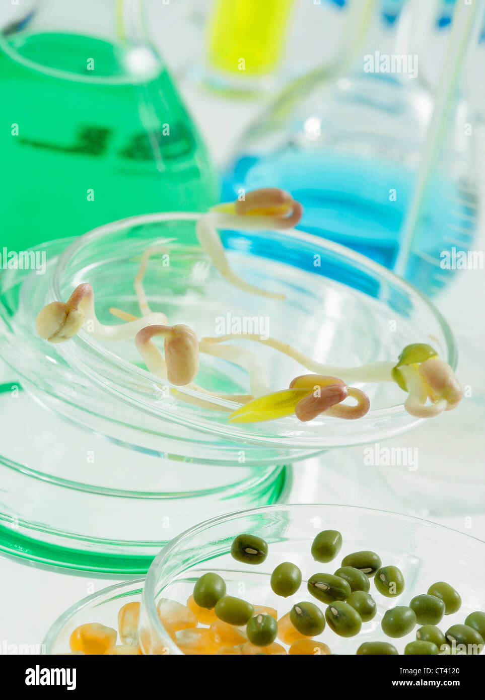 Soya seed germination hi-res stock photography and images - Alamy