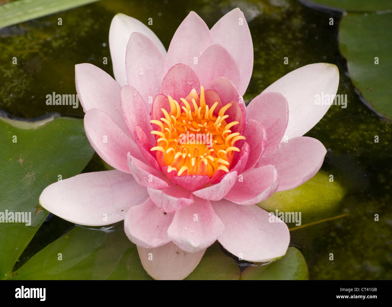Water Lilly In Garden Pond Stock Photo - Alamy