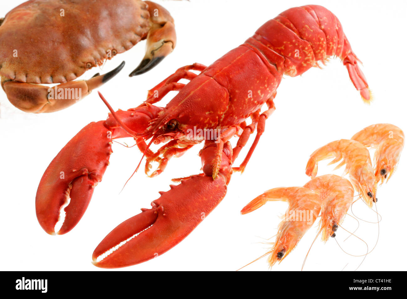 Still life with crab shrimps and lobster hi-res stock photography and ...