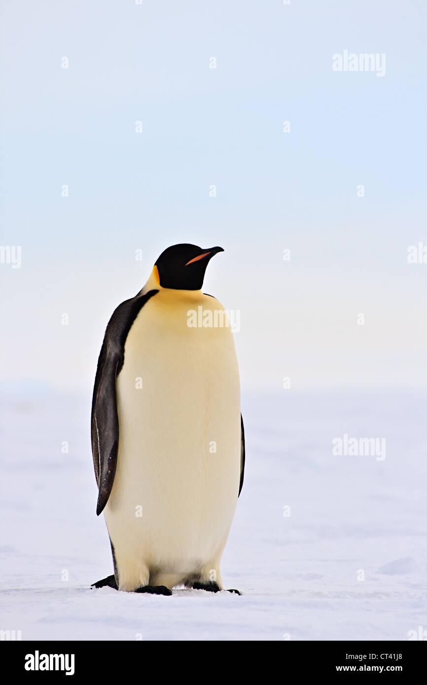 Emperor penguin standing still in one the frozen ocean round the ...