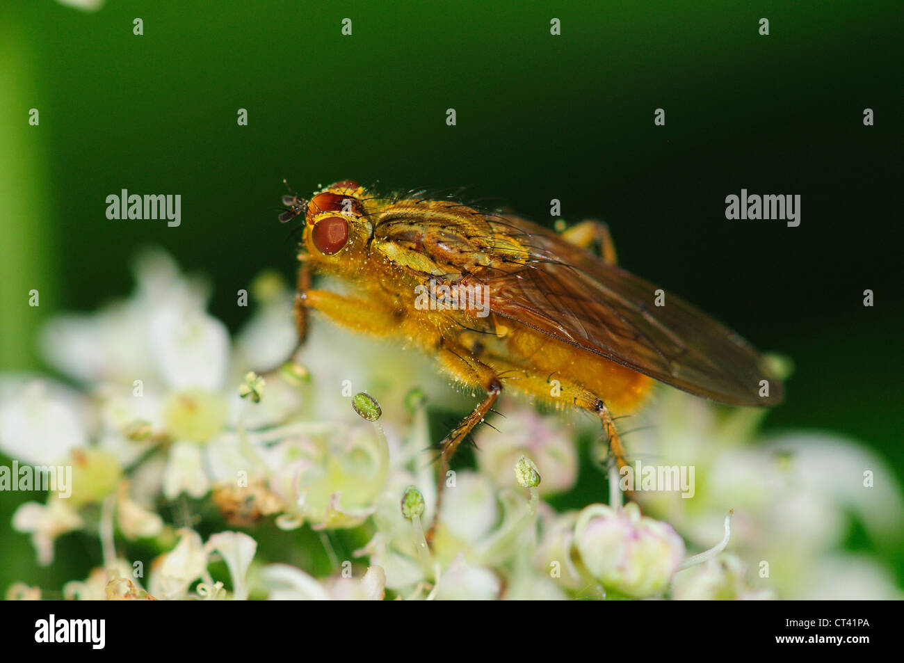 A yellow-dung fly on a white flower UK Stock Photo - Alamy