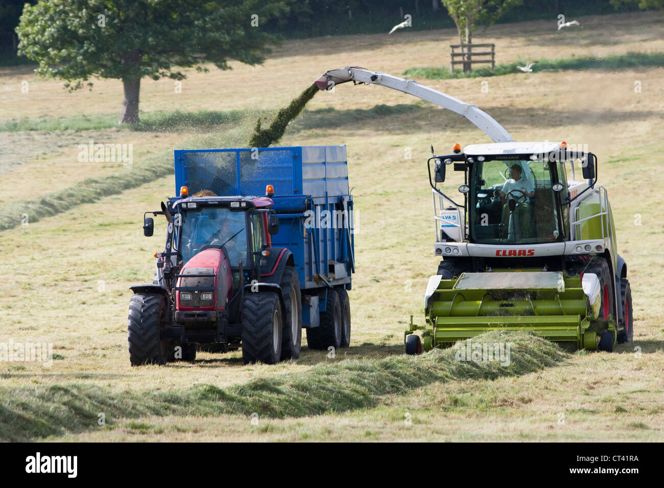 Farm machines harvesting silage Stock Photo - Alamy