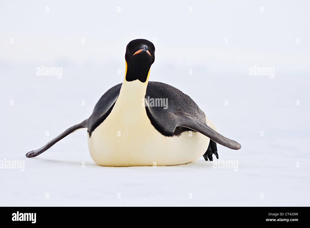 Emperor Penguin sliding on its belly Stock Photo - Alamy