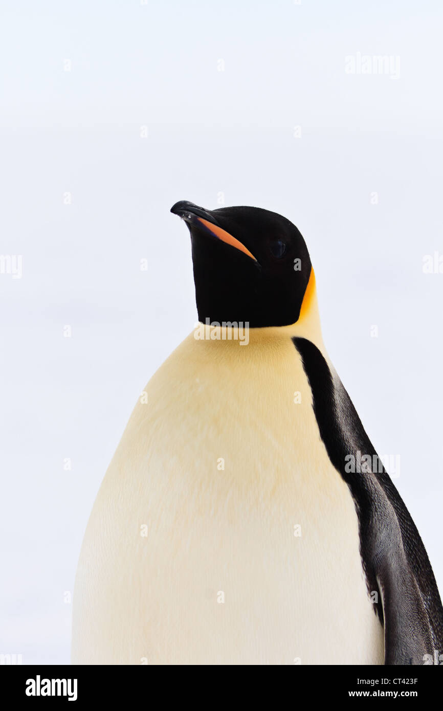 The pale emperor hi-res stock photography and images - Alamy