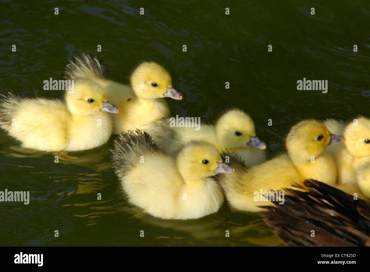 Duckling walks hi-res stock photography and images - Alamy