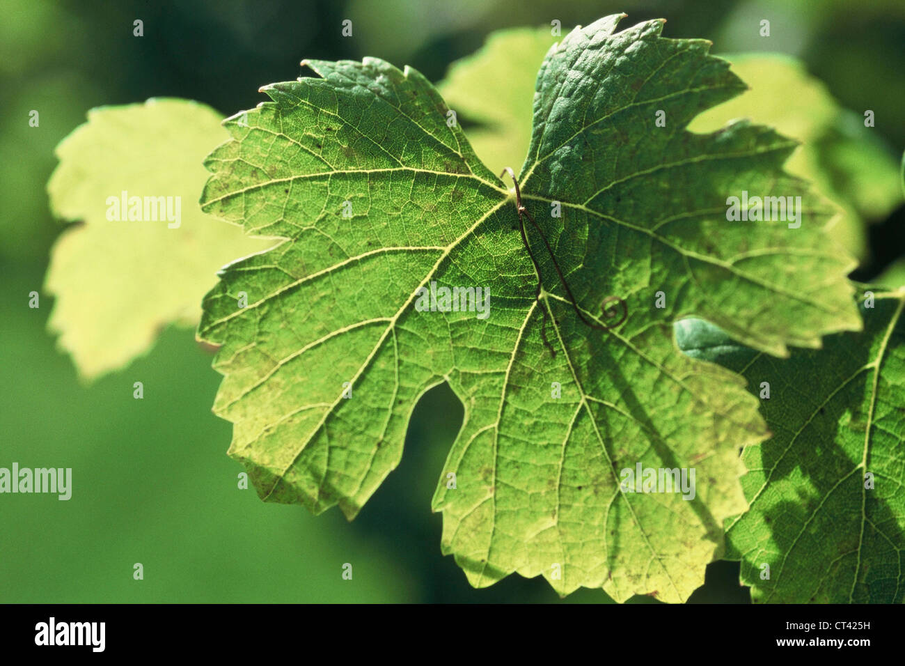 Grapevine vitis sp hi-res stock photography and images - Alamy