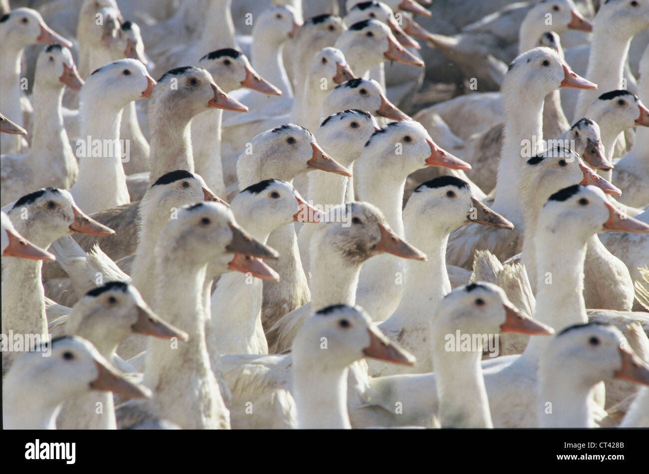 Farmed ducks hi-res stock photography and images - Alamy