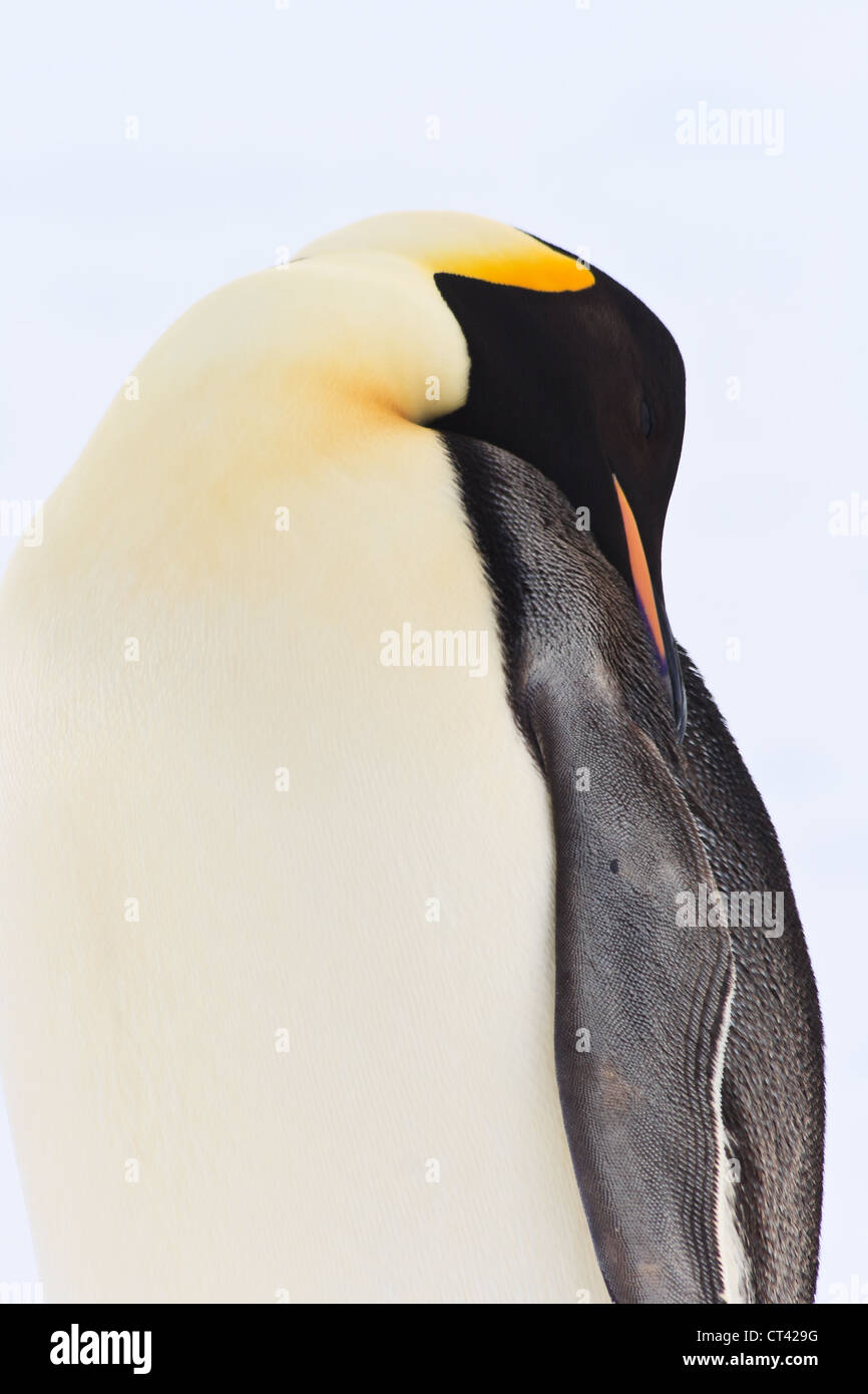 Emperor of the north pole hi-res stock photography and images - Alamy