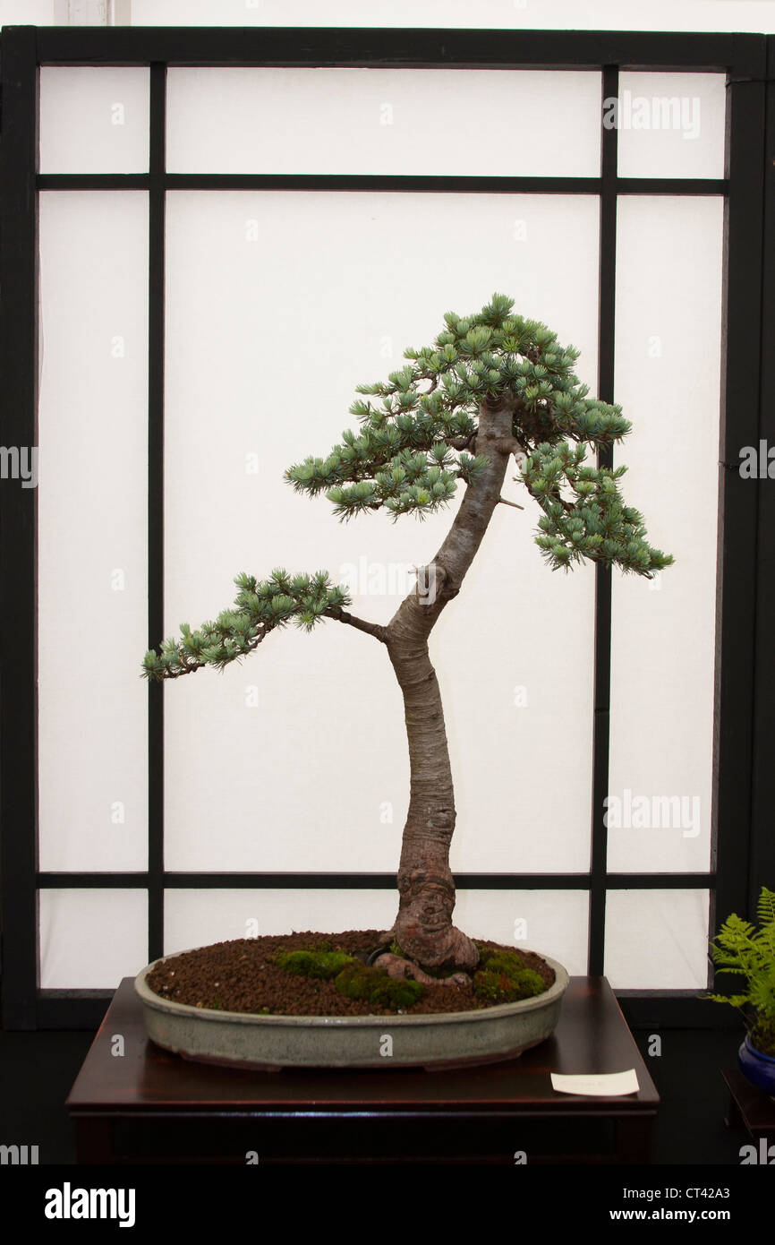 Bonsai tree display hi-res stock photography and images - Alamy