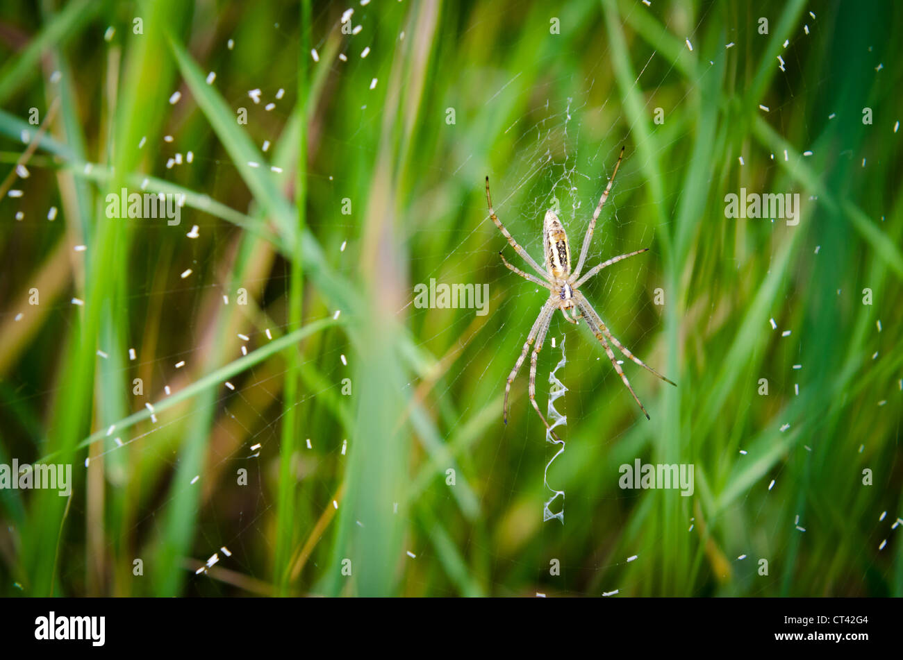 Spider in his web shot deep in the grass Stock Photo - Alamy