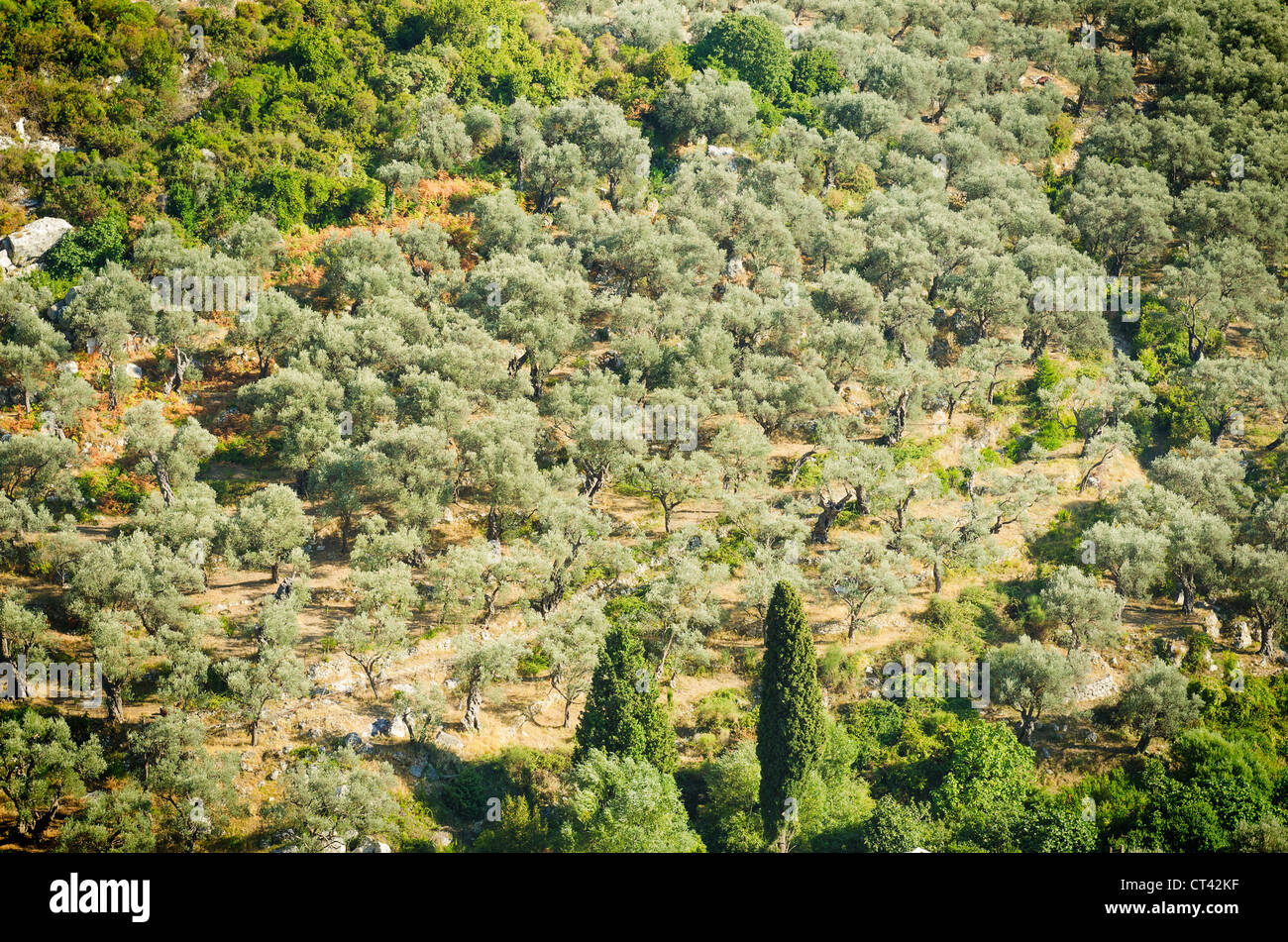Aerial view of large grove of olive trees Stock Photo - Alamy