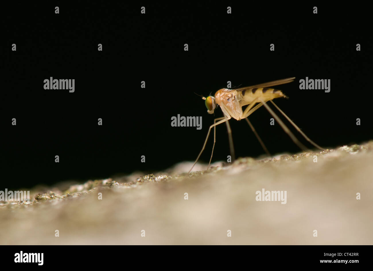 Baby insect hi-res stock photography and images - Alamy