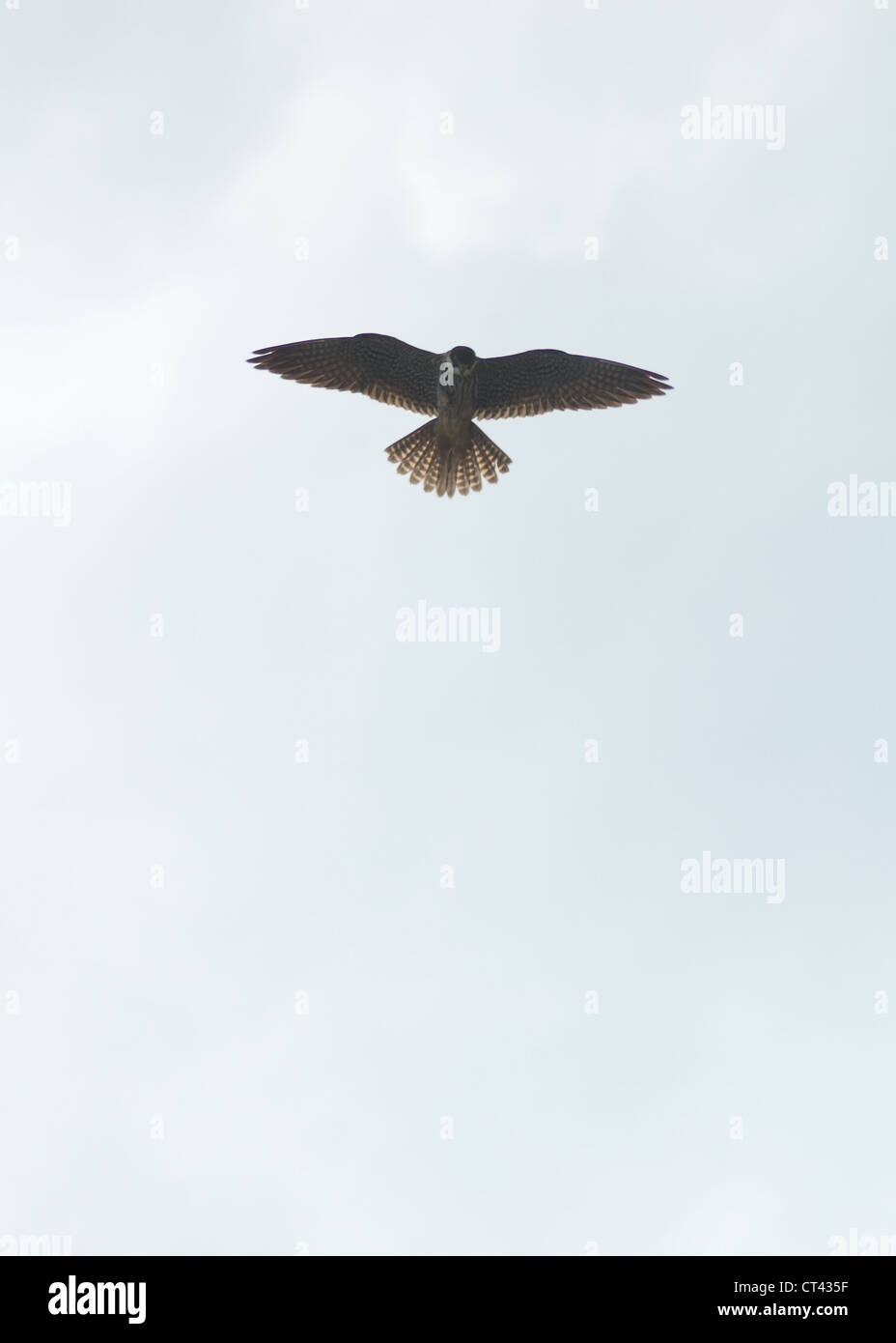 Hobby falcon hi-res stock photography and images - Alamy