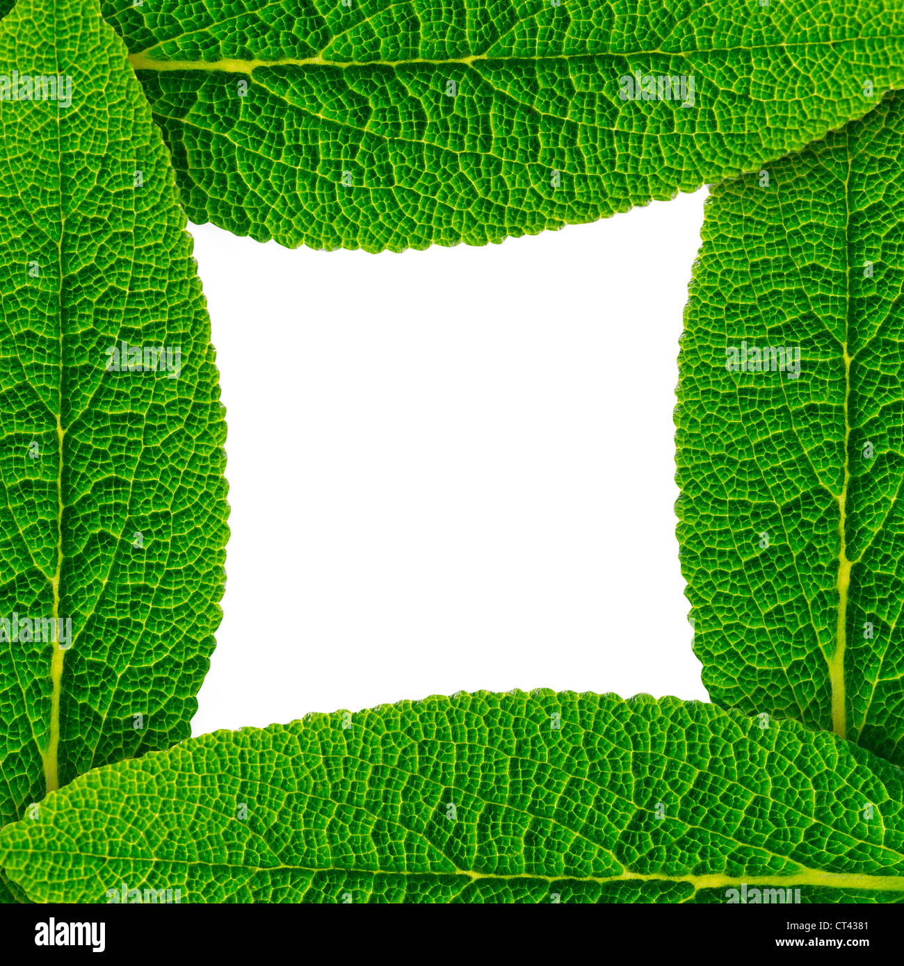 Natural frame made of fresh green leaves Stock Photo - Alamy