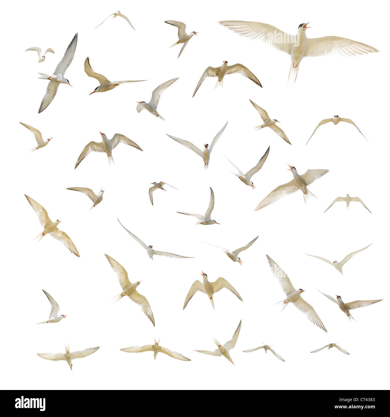 Large group of seagulls isolated on white background Stock Photo - Alamy