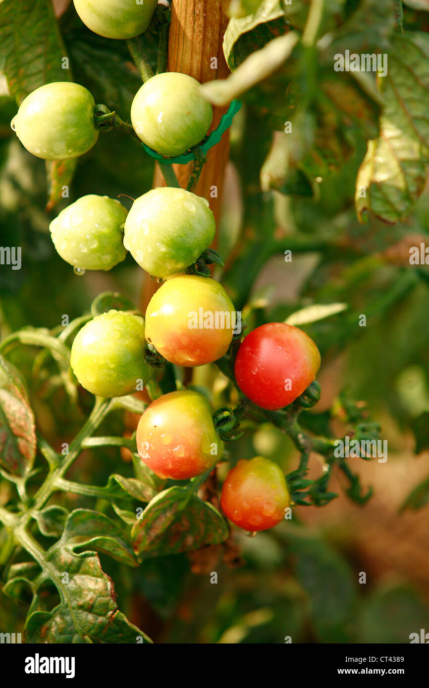 Solanum solanum sp hi-res stock photography and images - Alamy