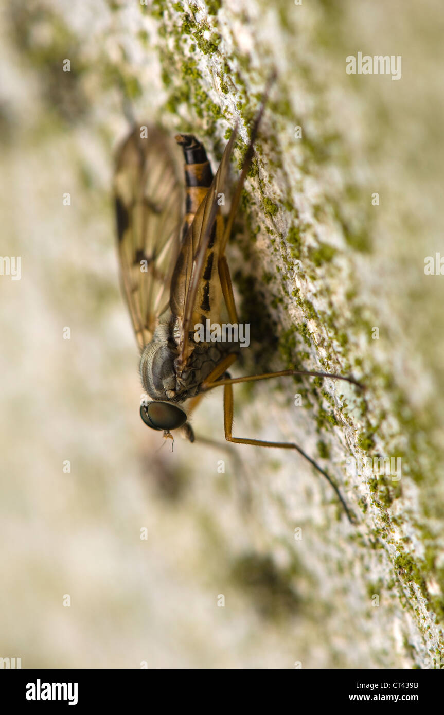 Baby insect hi-res stock photography and images - Alamy