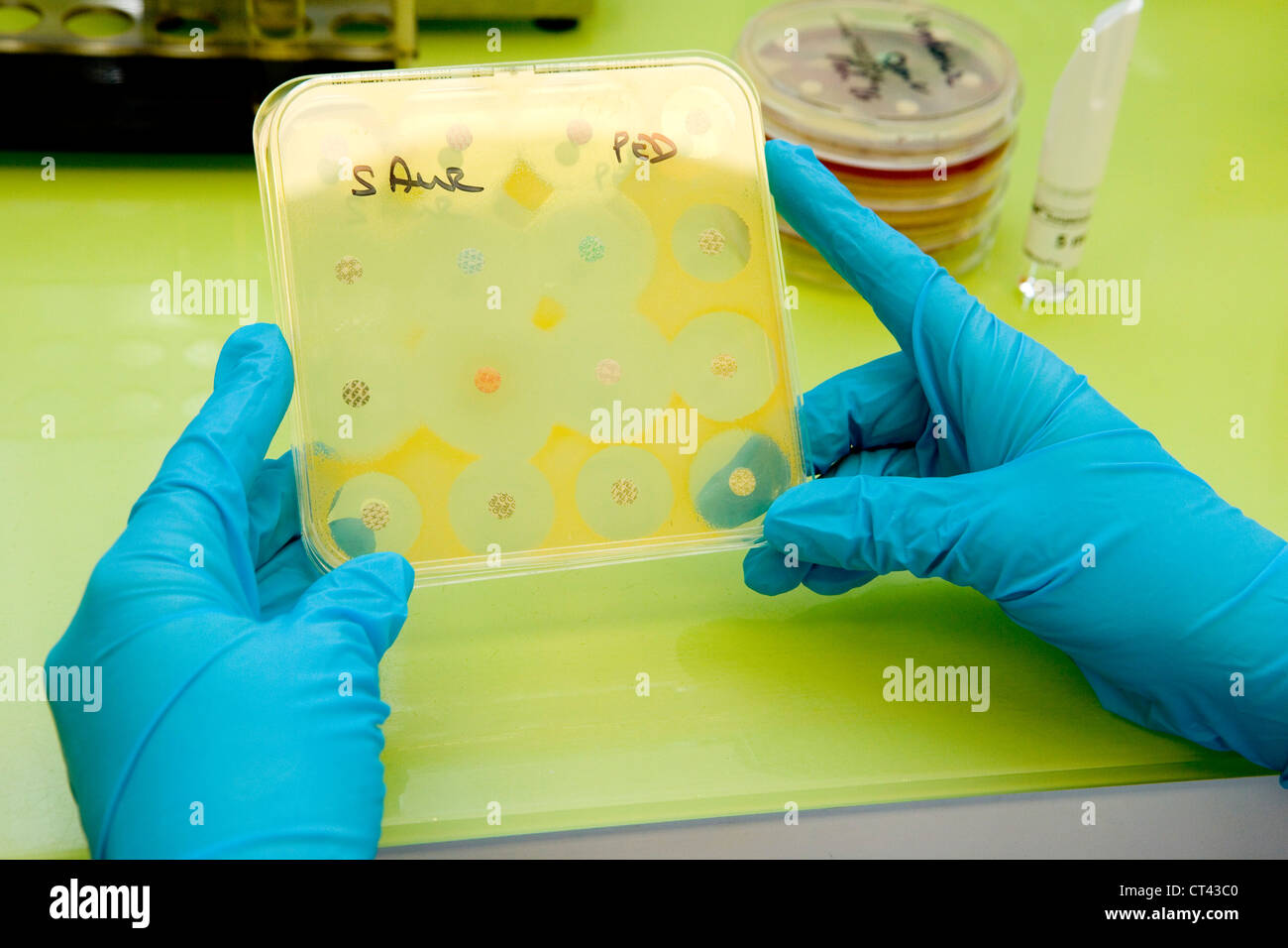 Antibiogram hi-res stock photography and images - Alamy