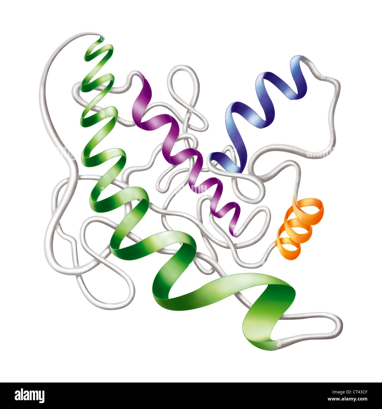 Secondary protein structure hi-res stock photography and images - Alamy