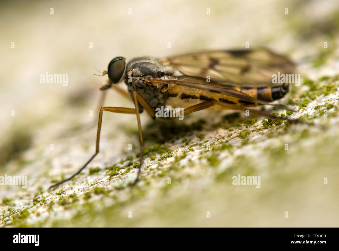 Baby insect hi-res stock photography and images - Alamy
