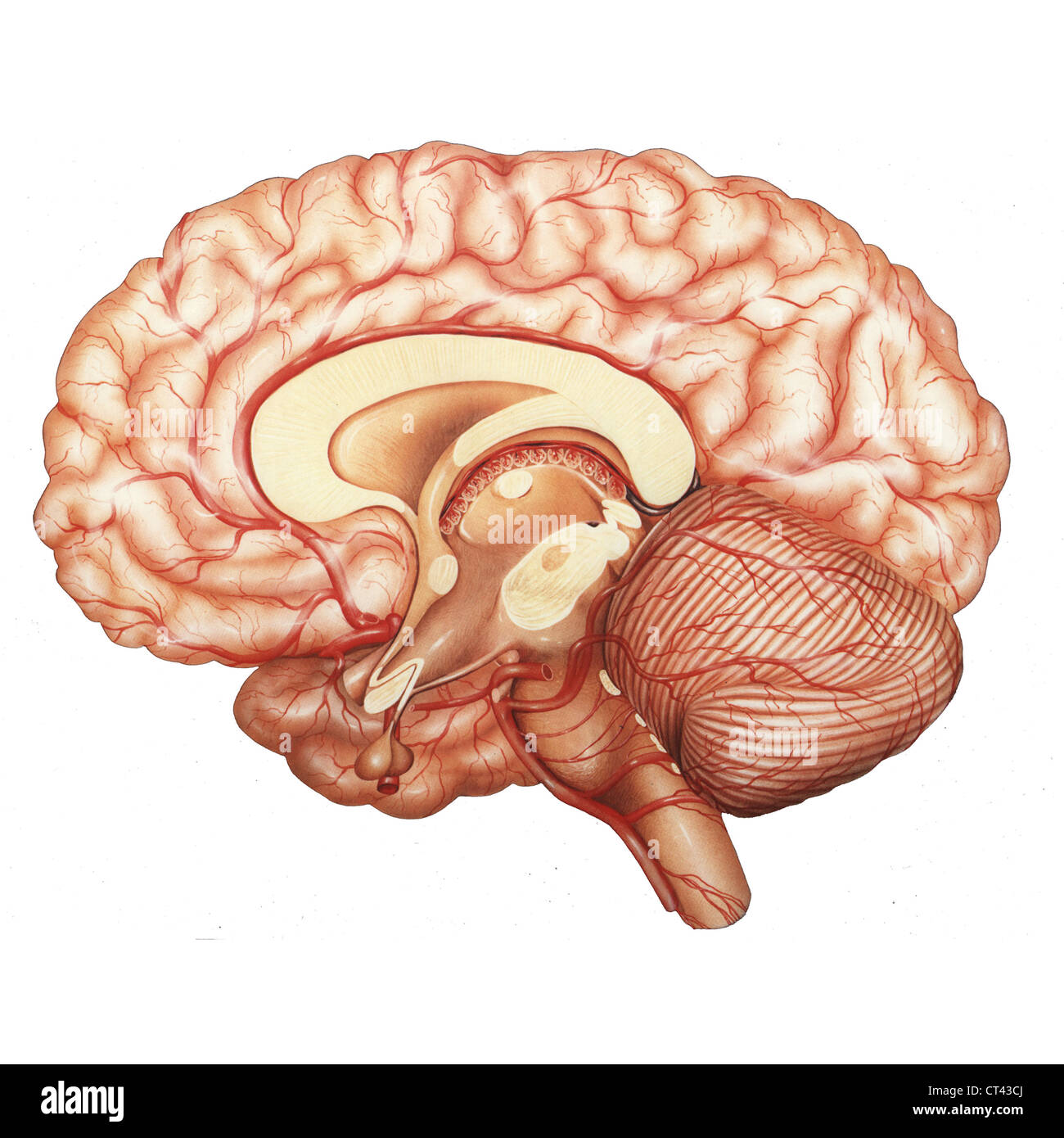 Anatomy cerebral vasculature hi-res stock photography and images - Alamy