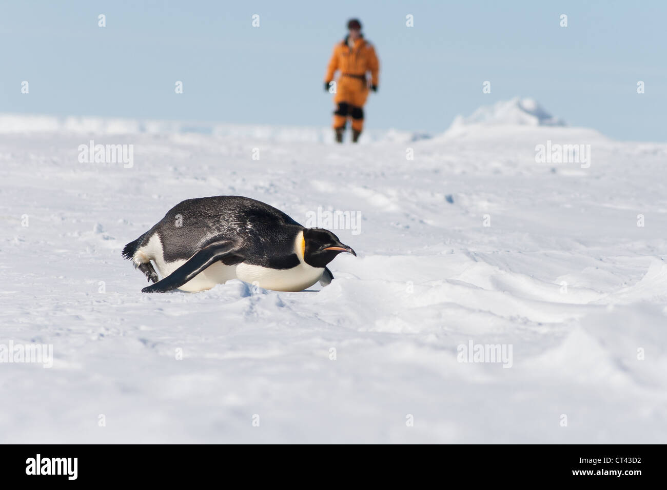 Emperor penguin sliding on its belly with a researcher in the ...