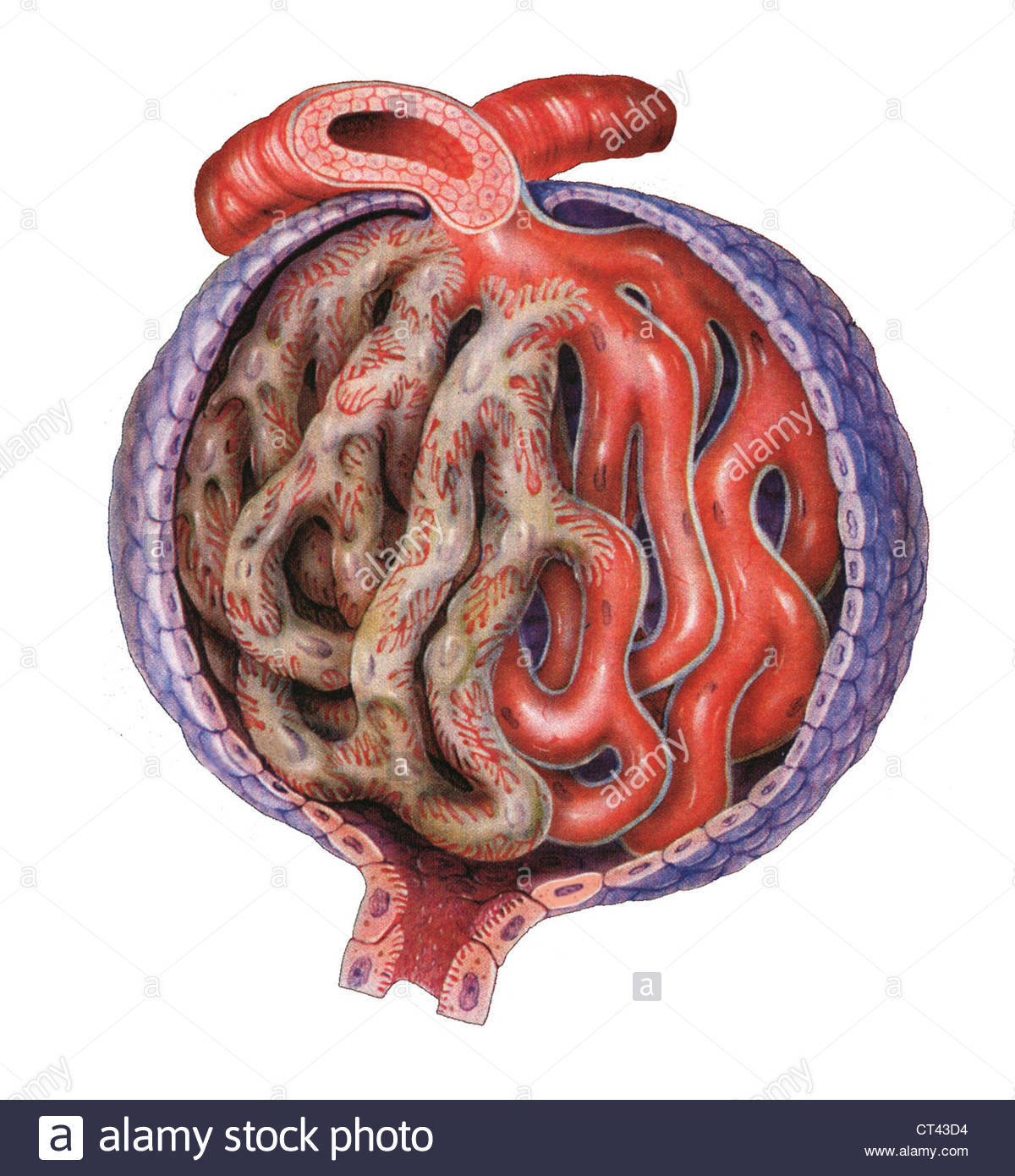 Glomerulus High Resolution Stock Photography and Images - Alamy
