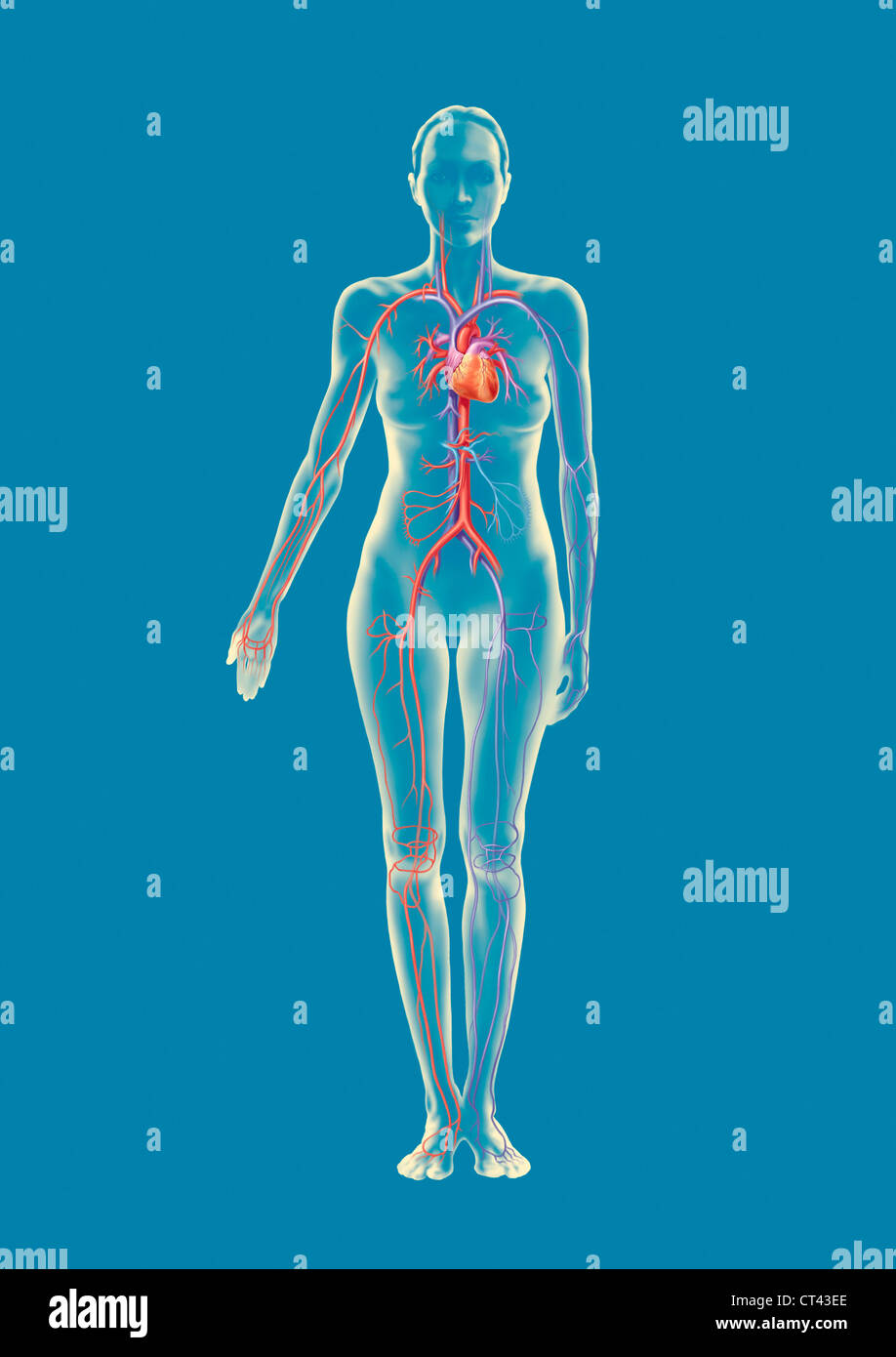 BLOOD CIRCULATION, ILLUSTRATION Stock Photo - Alamy