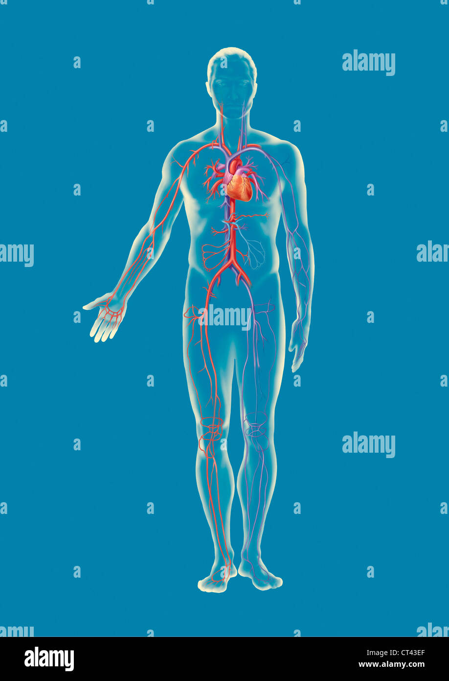 BLOOD CIRCULATION, ILLUSTRATION Stock Photo - Alamy