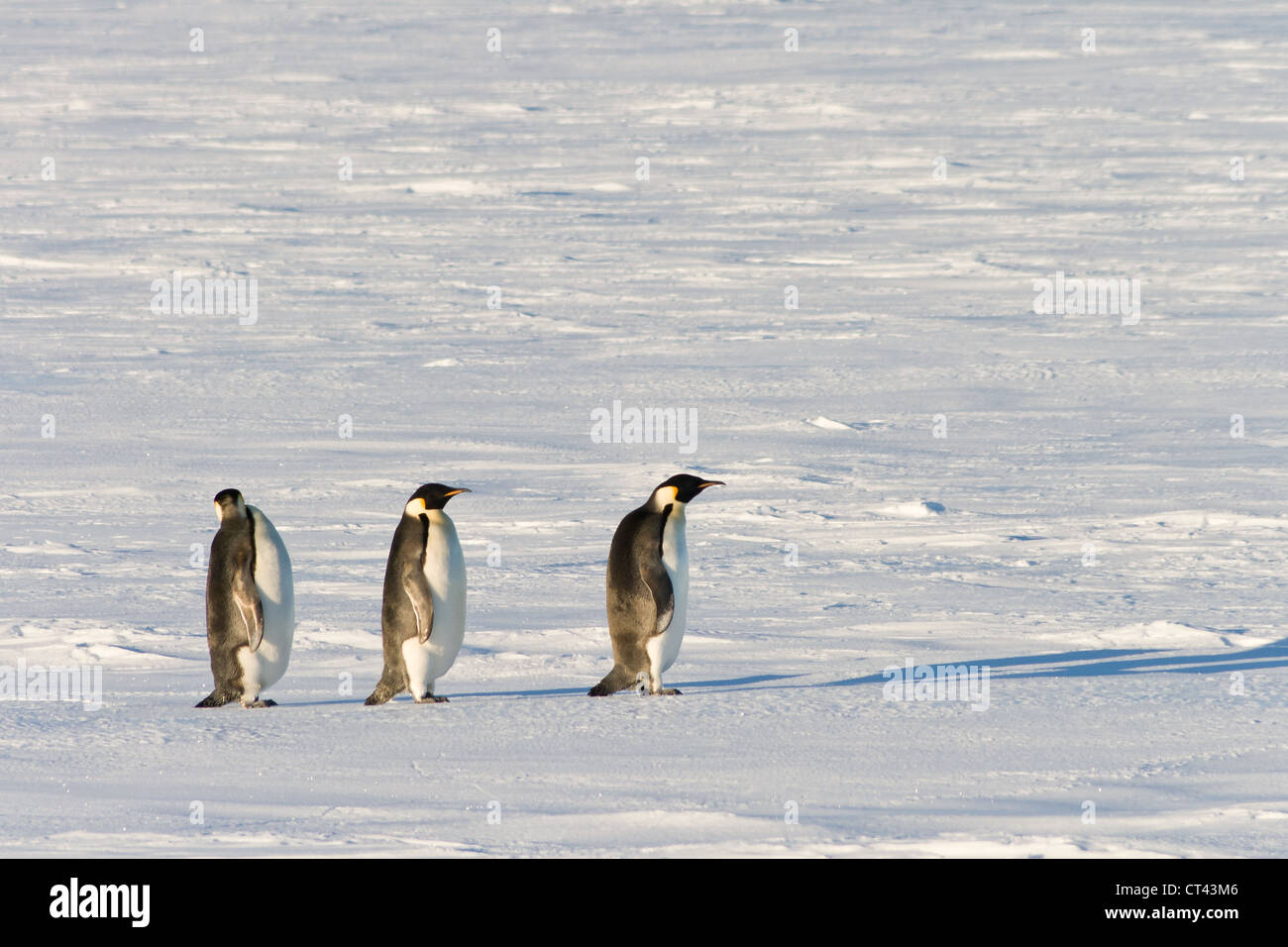 Penguins body hi-res stock photography and images - Alamy