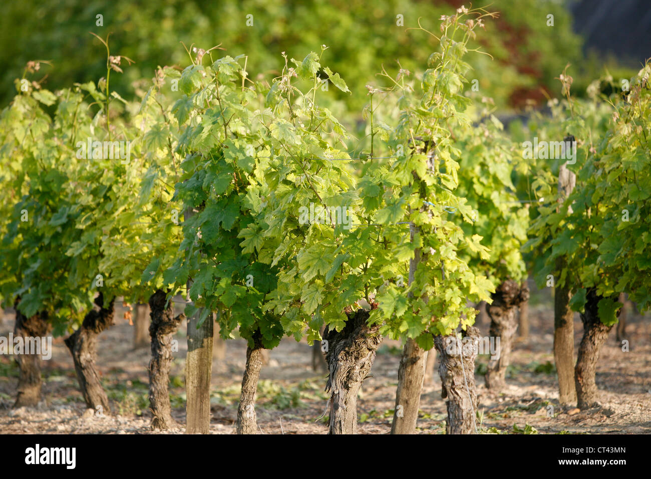 Grapevine Vitis Sp High Resolution Stock Photography and Images - Alamy