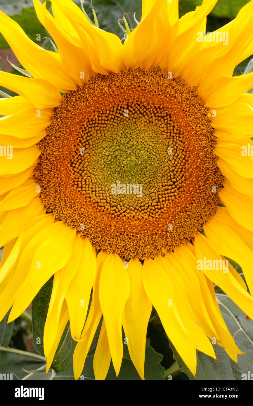 Sunflowers helianthus sp hi-res stock photography and images - Alamy