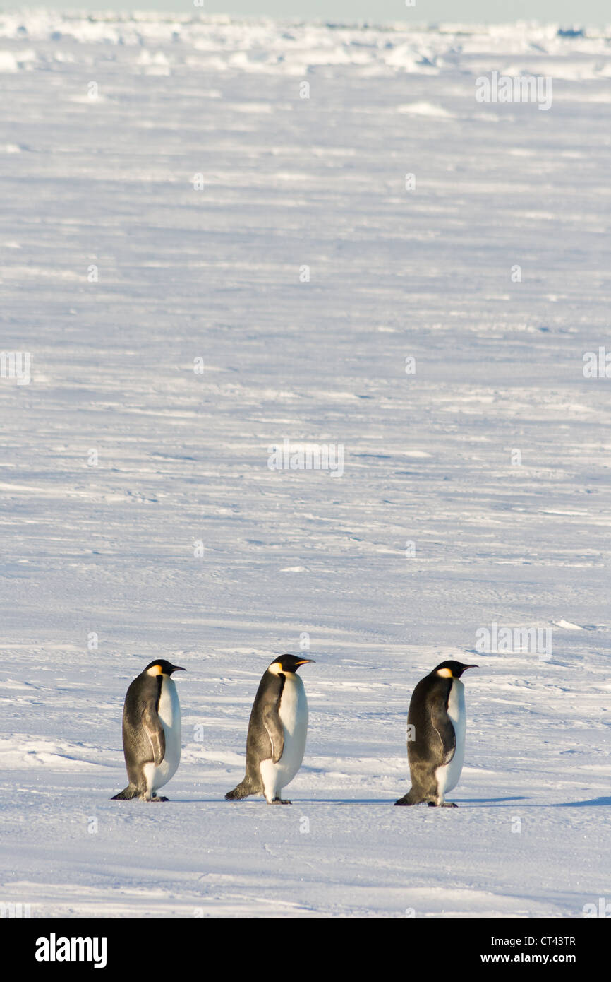 Three penguins standing on sea ice Stock Photo - Alamy